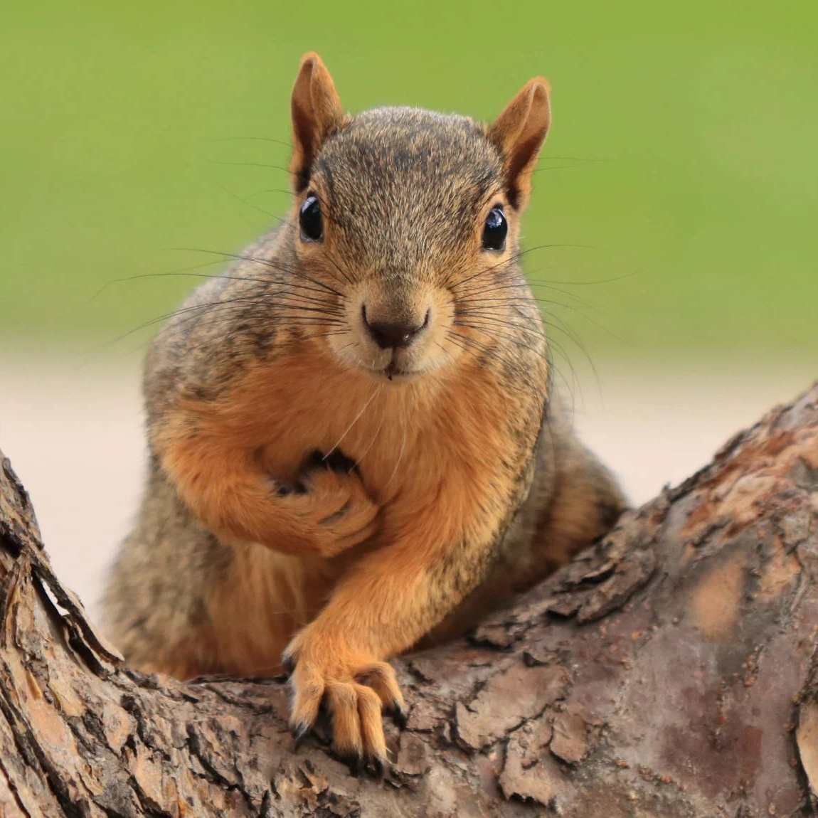 Squirrel on the Train! by Dazler | Suno