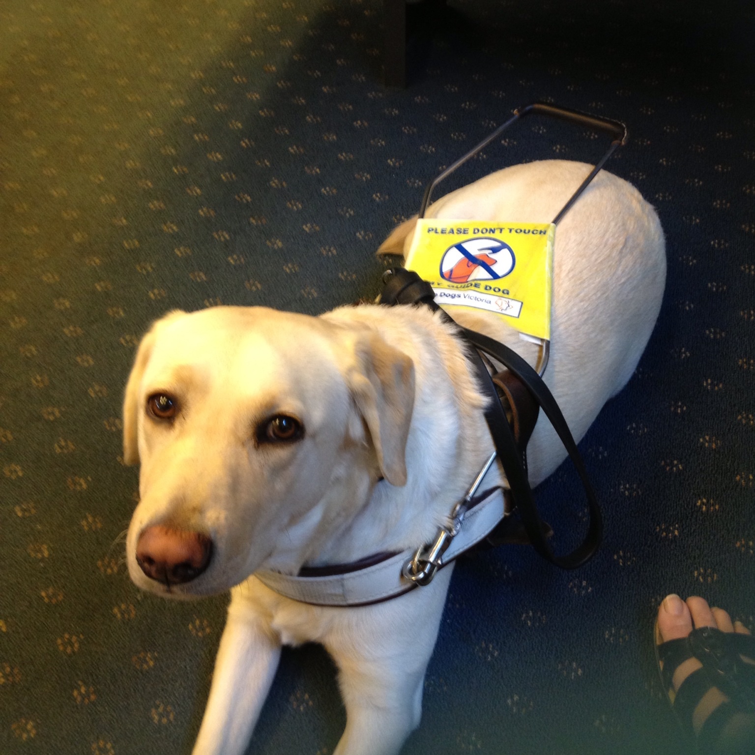 A Tribute to Heidi Lyrics by T A Russell by @traceys_favourite ...