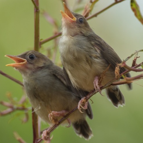 Guitar Birds by @dhyan_govind | Suno