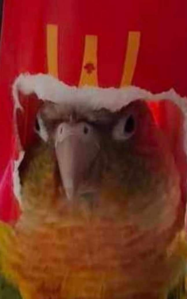 Hot Dog Hero by Pataski inc | Suno