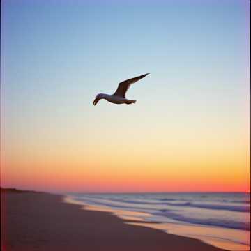 Seagull Dreams by Cord Media Soundscapes | Suno