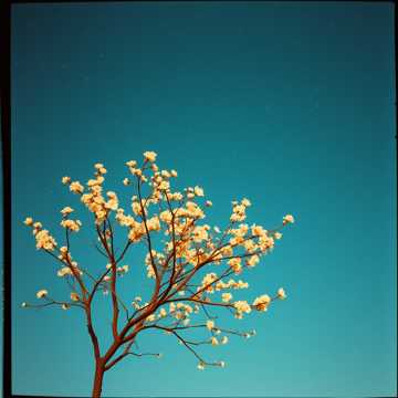 bird by @jujubcg | Suno