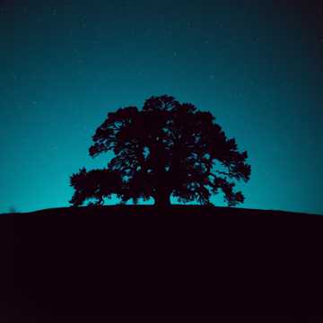 1. The Guilty Oak Tree by fi ♻️ JSK ♻️ fi | Suno