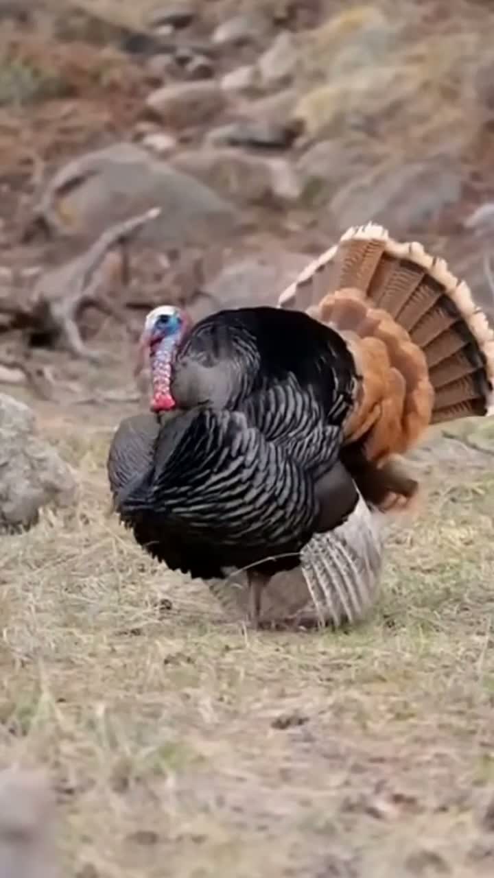 Turkey Bad But She Fine by MAXIMUM | Suno